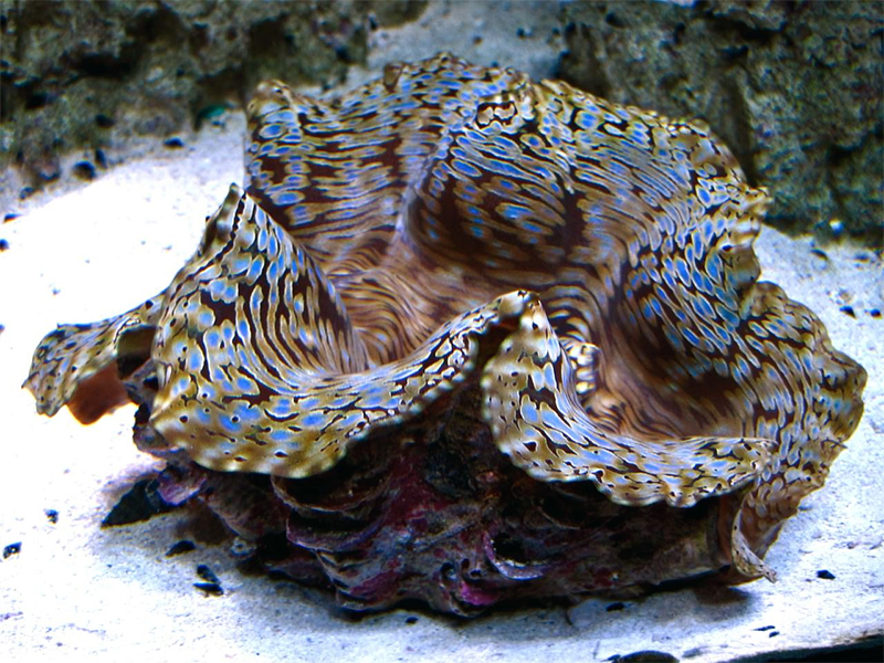 Tridacna Squamosa Clam (Aquacultured)