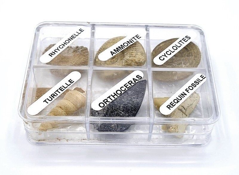 Boîte de Collection 6 Fossiles environ 60 millions d' années ...