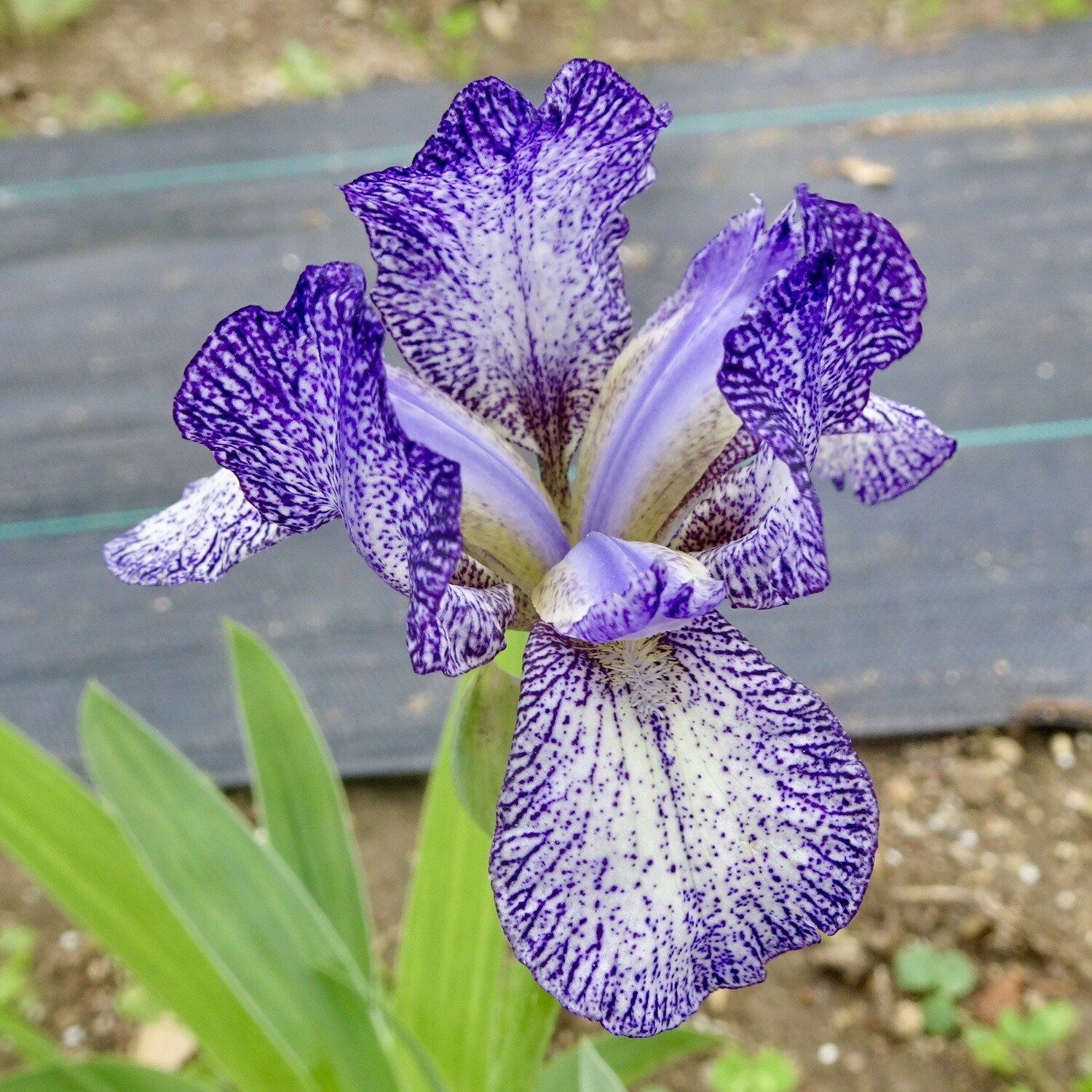 Made In The Shade – Iris Catalog