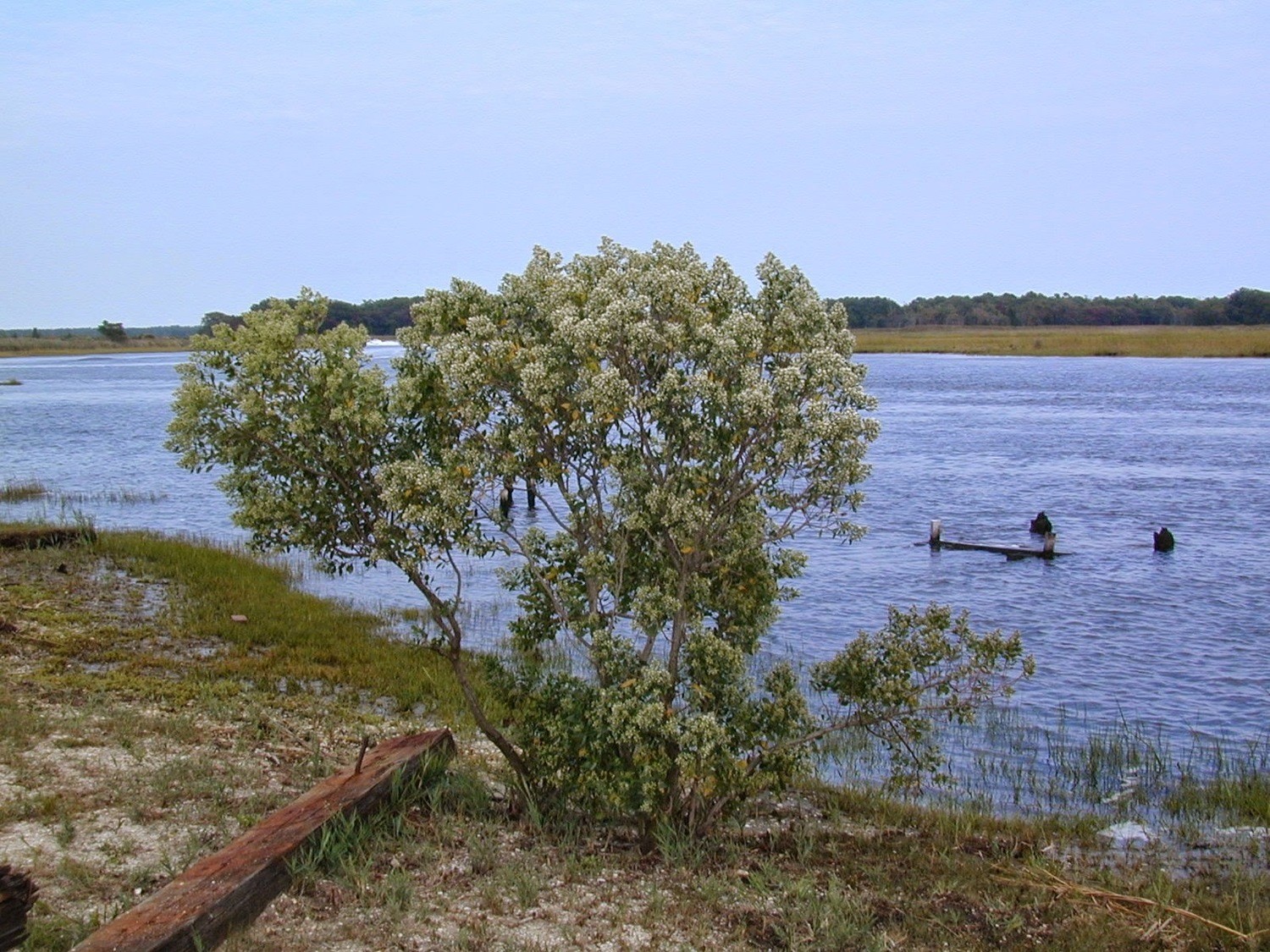 Sea Myrtle (Baccharis halimifolia)