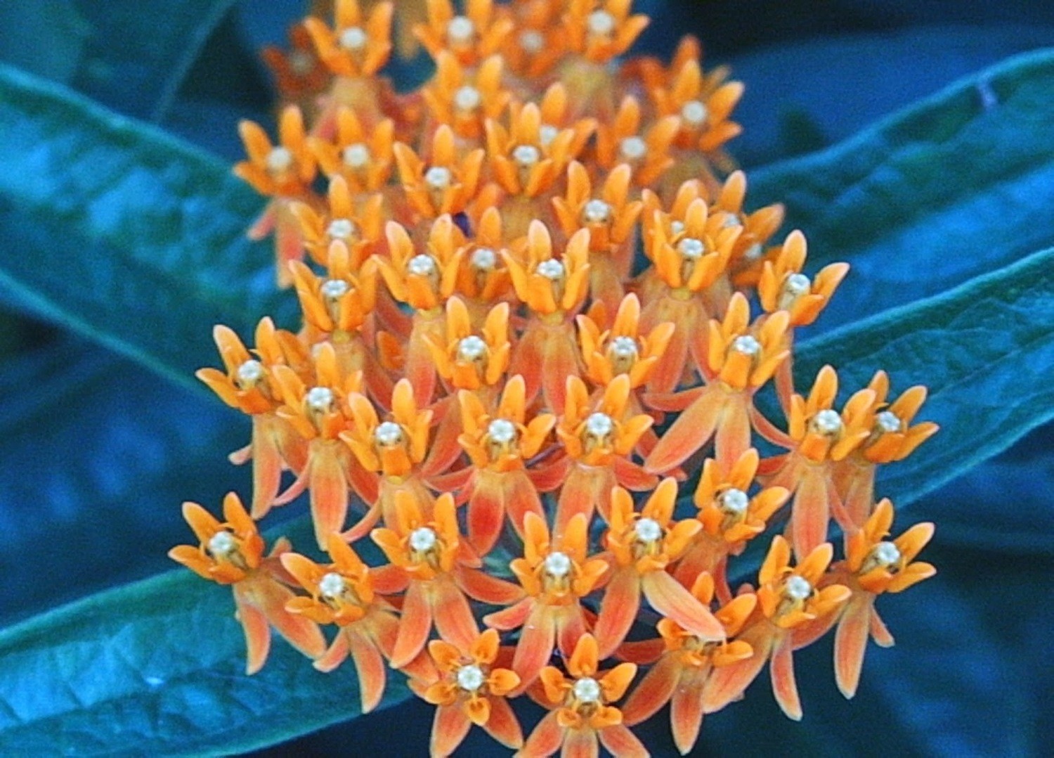 Butterfly Weed (Asclepias tuberosa)