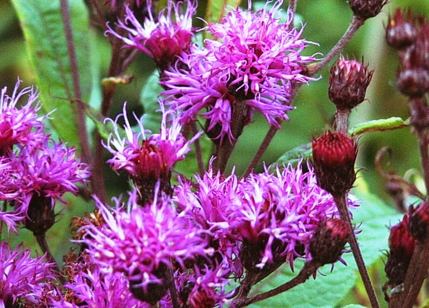 New York Ironweed (Vernonia noveboracensis)