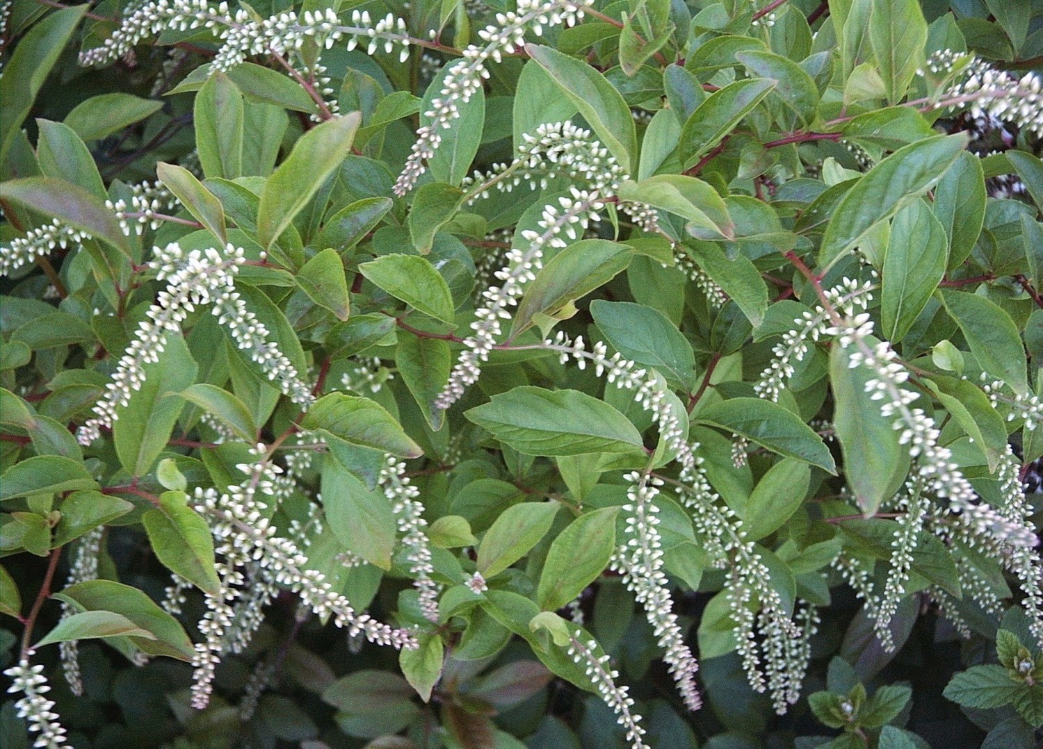 Virginia Sweetspire (Itea virginica)