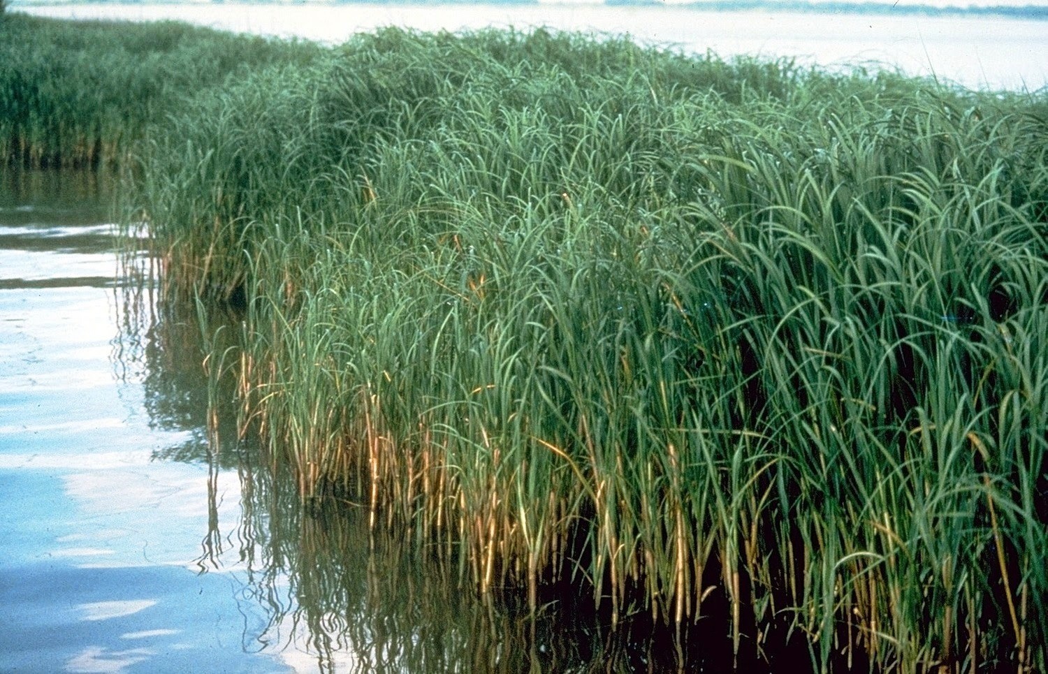 Smooth Cordgrass (Spartina alterniflora)