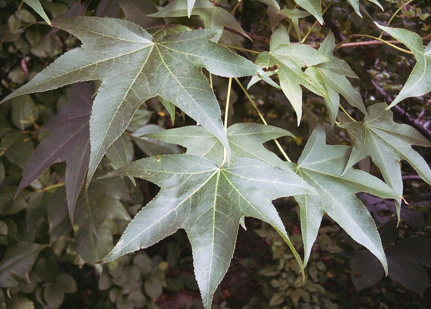 Sweet Gum (Liquidambar styraciflua)