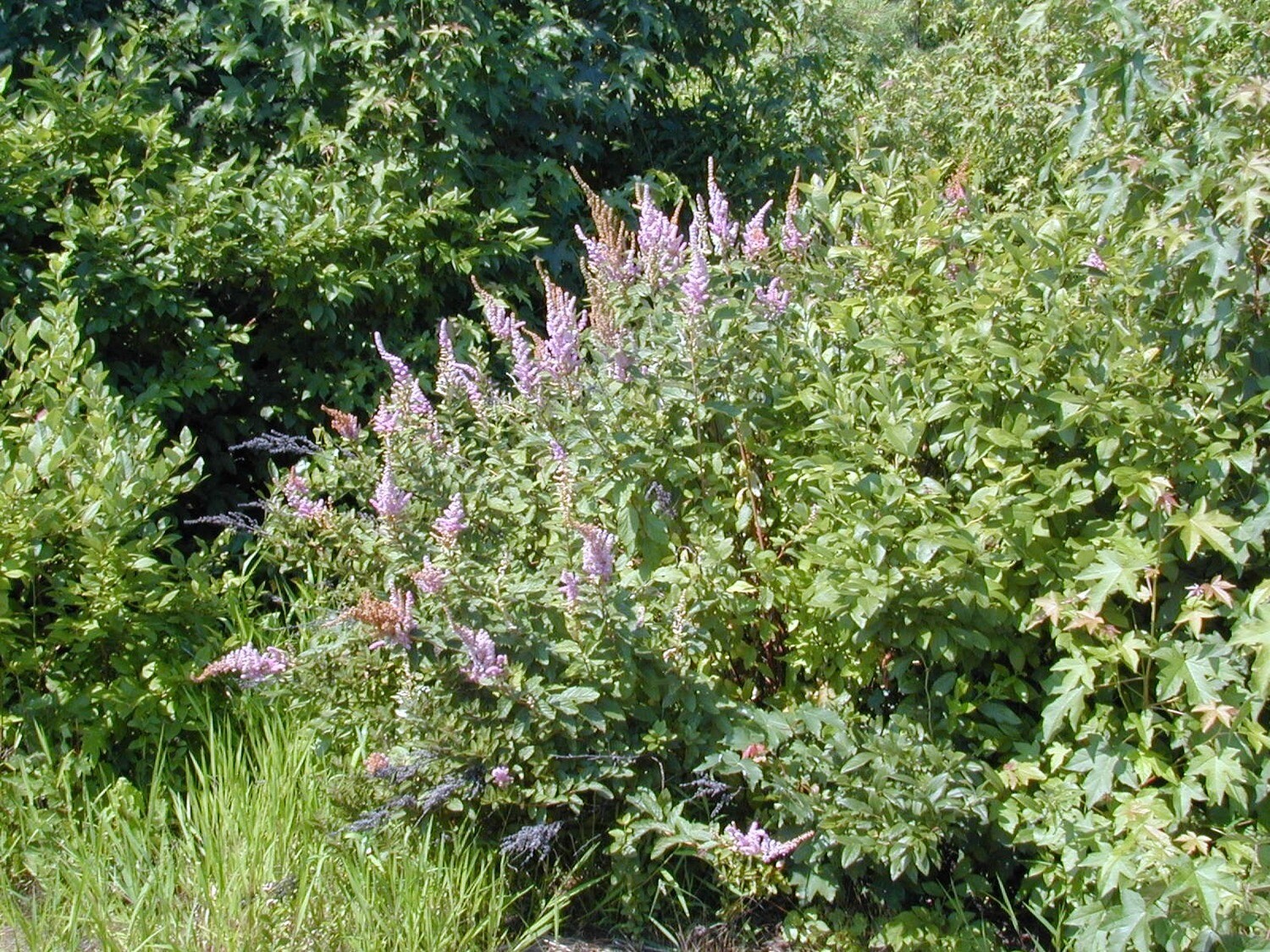 Steeplebush (Spiraea tomentosa)