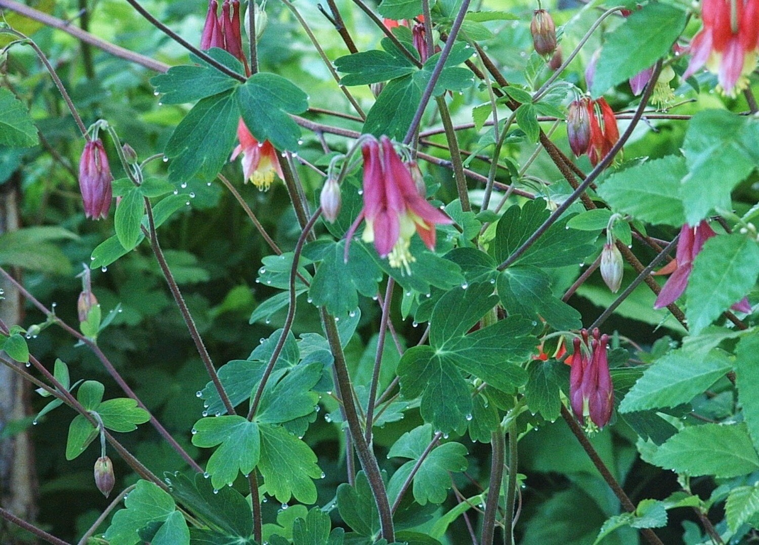 Red Columbine (Aquilegia canadensis)
