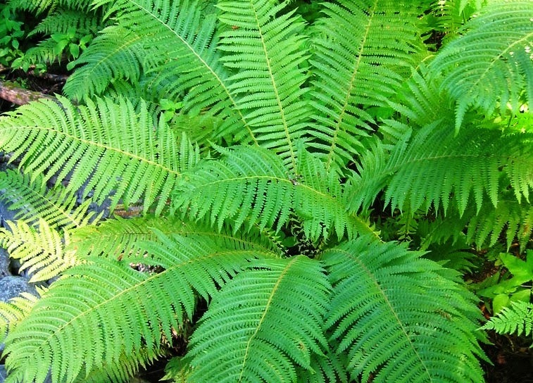 Ferns