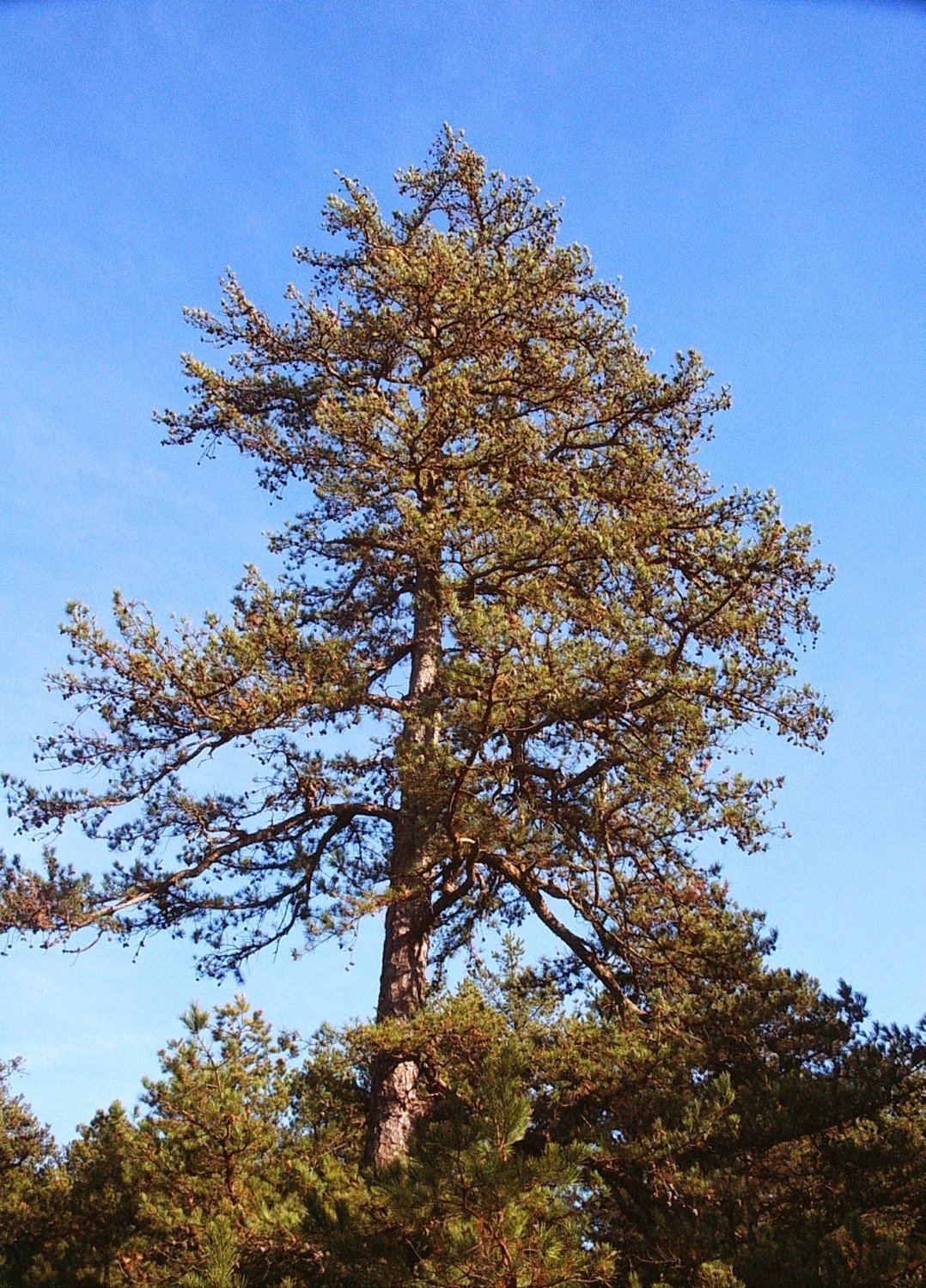 Short-leaf Pine (Pinus echinata)