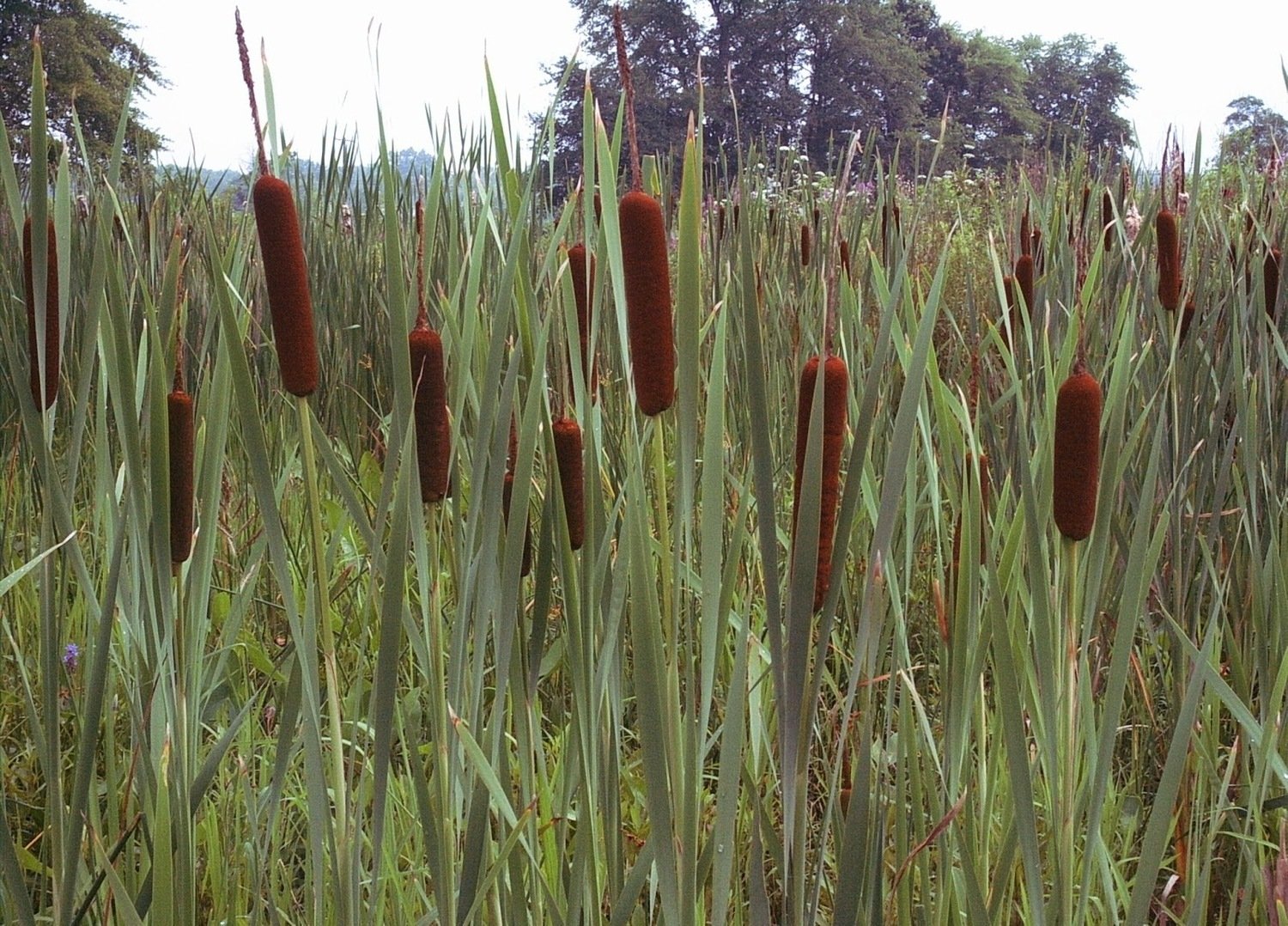Broadleaf Cattail (Typha latifolia)
