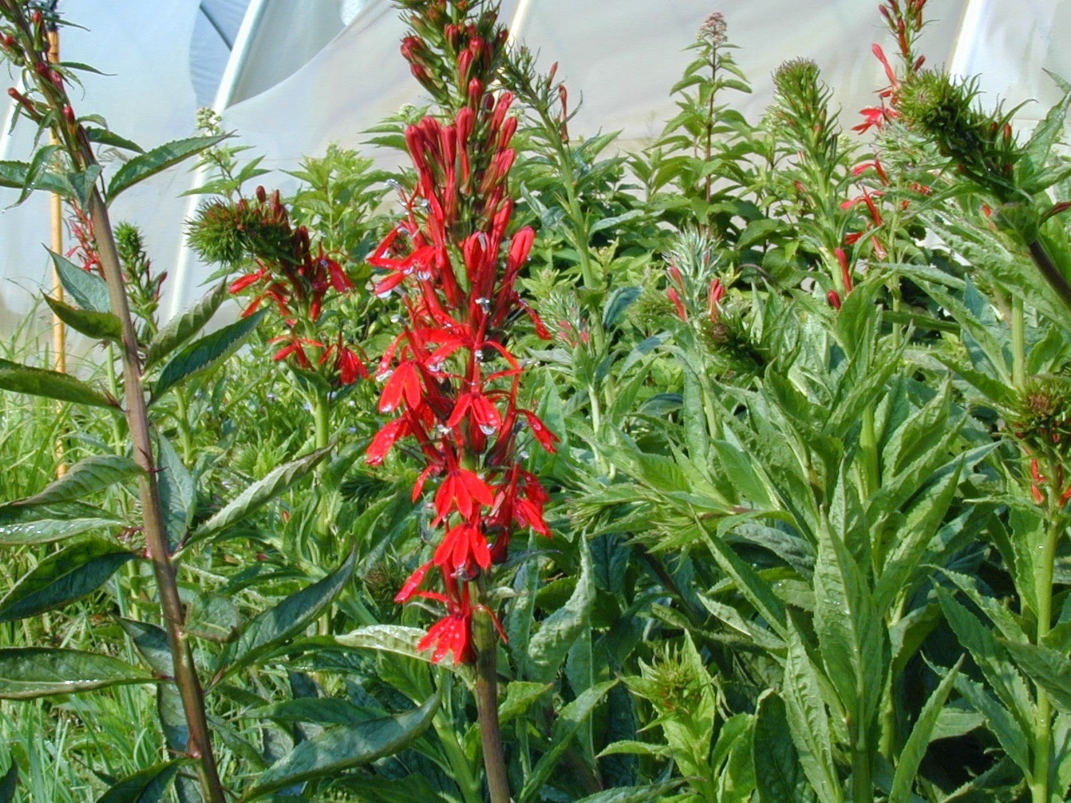 Cardinal Flower (Lobelia cardinalis)