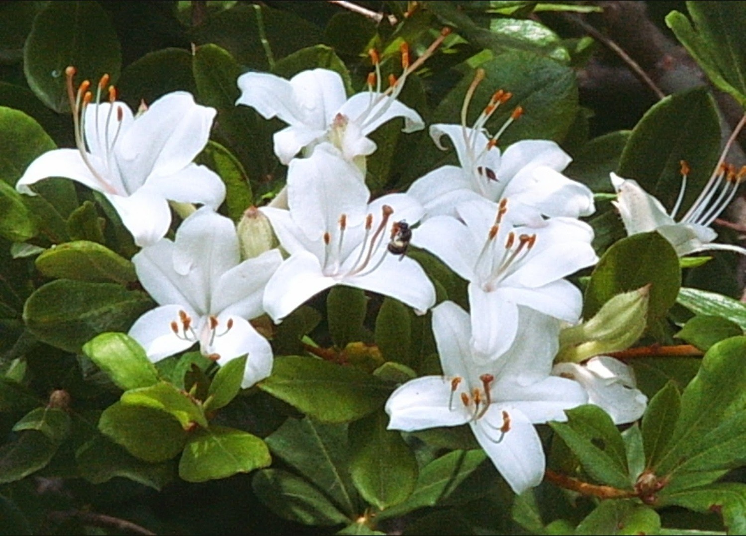 Swamp Azalea (Rhododendron viscosum)