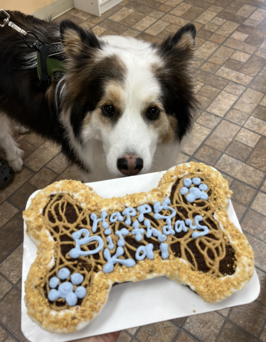 SHIPPABLE! My Precious Pup, 1 Cake, GRAIN FREE