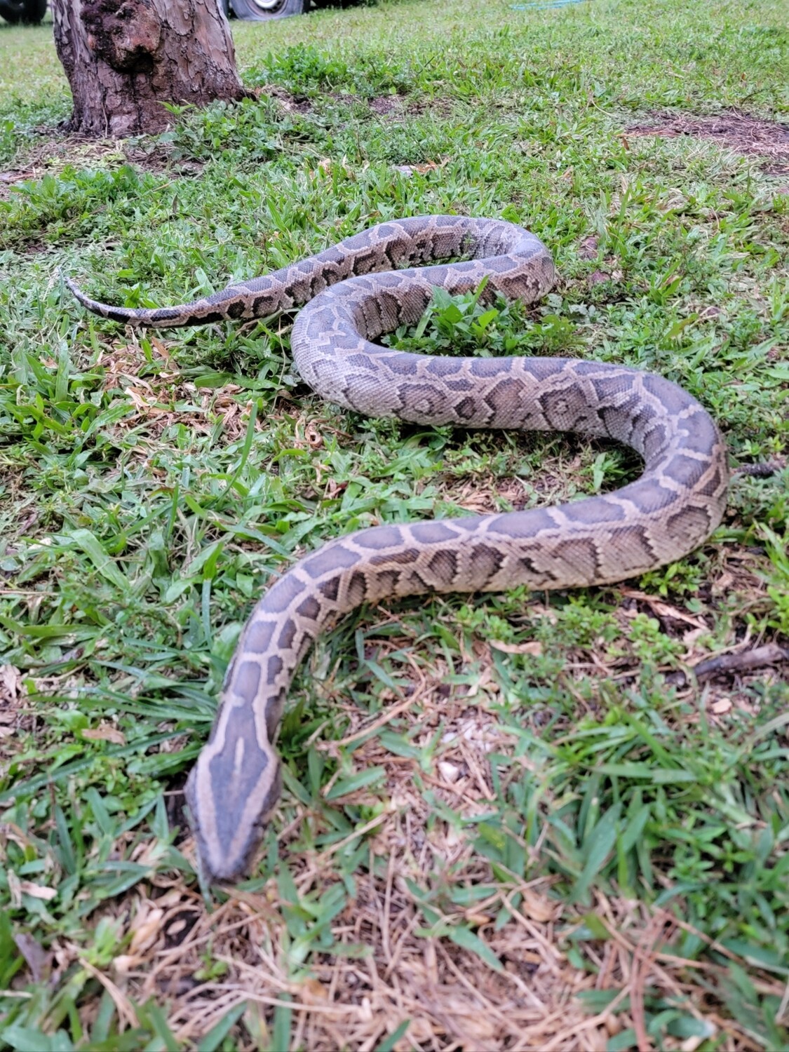 Python Wildman - The Defender of the Everglades | Savin' the Glades one ...