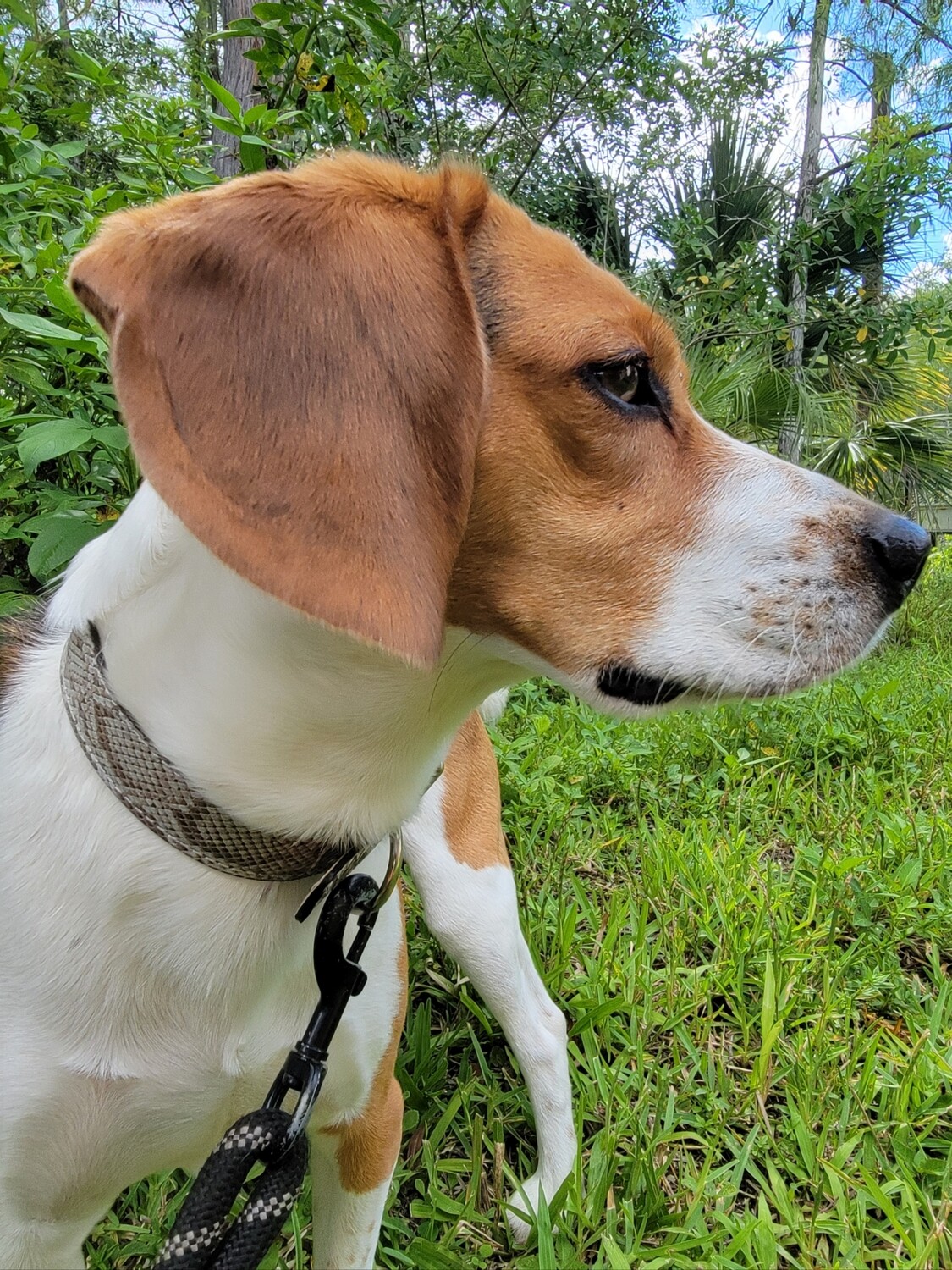 Python Wildman - The Defender of the Everglades | Savin' the Glades one ...
