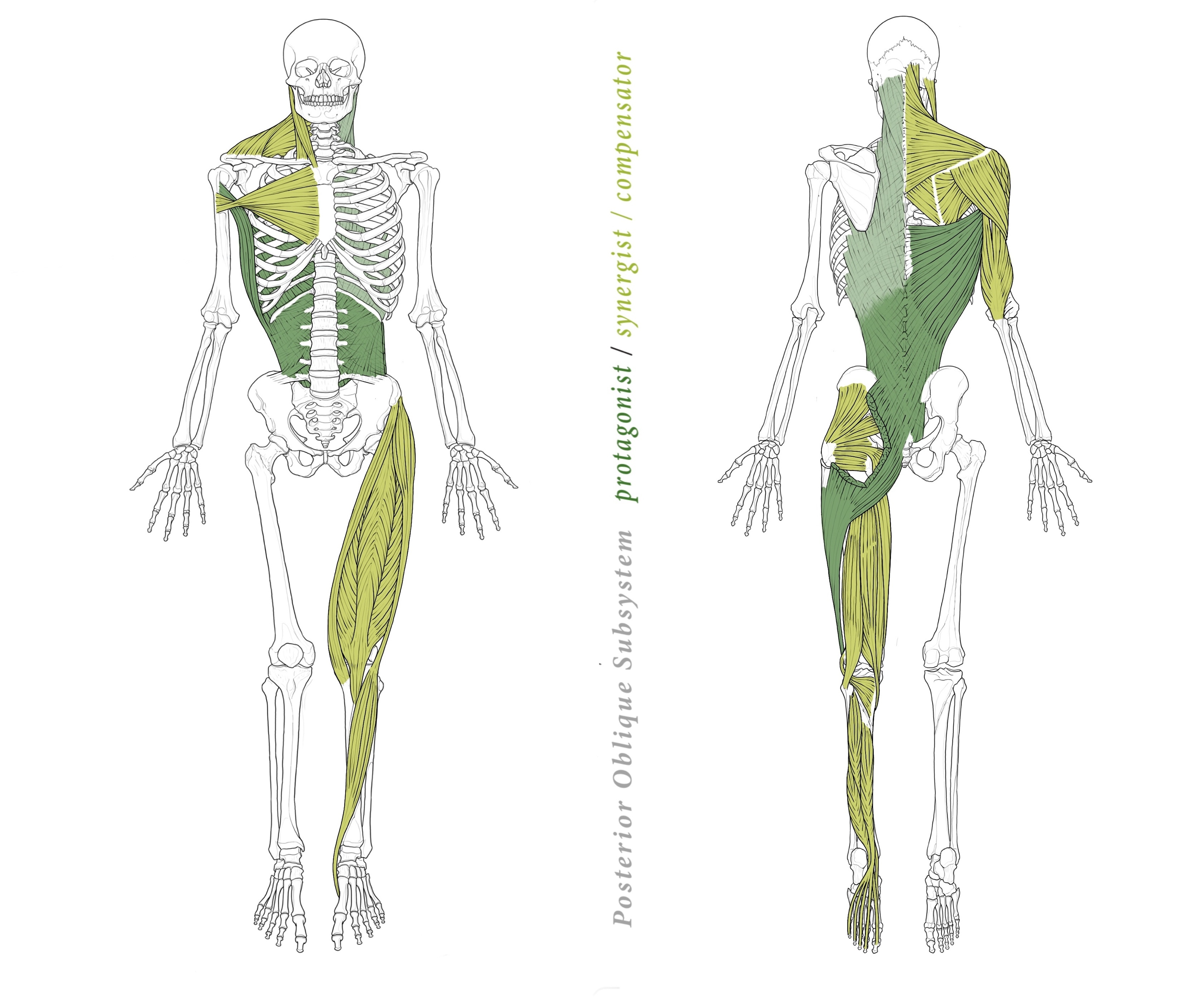 ID 6: Assessing Movement Subsystems