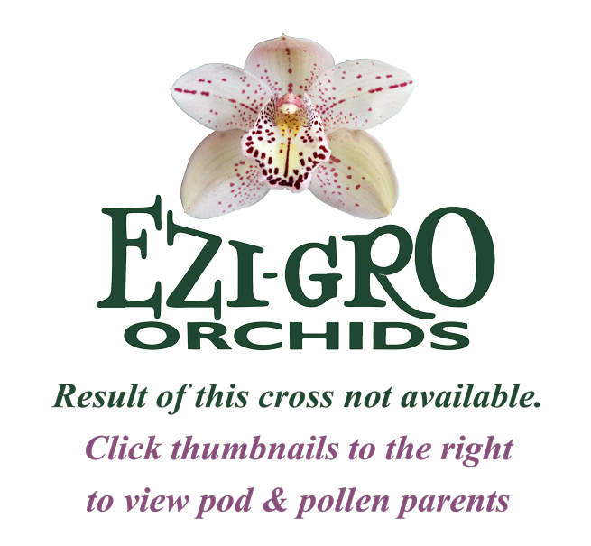 Cym (Nancy Quach x Beau Guest) ‘Susie’ x Cym Red Pepper ‘Janice ...