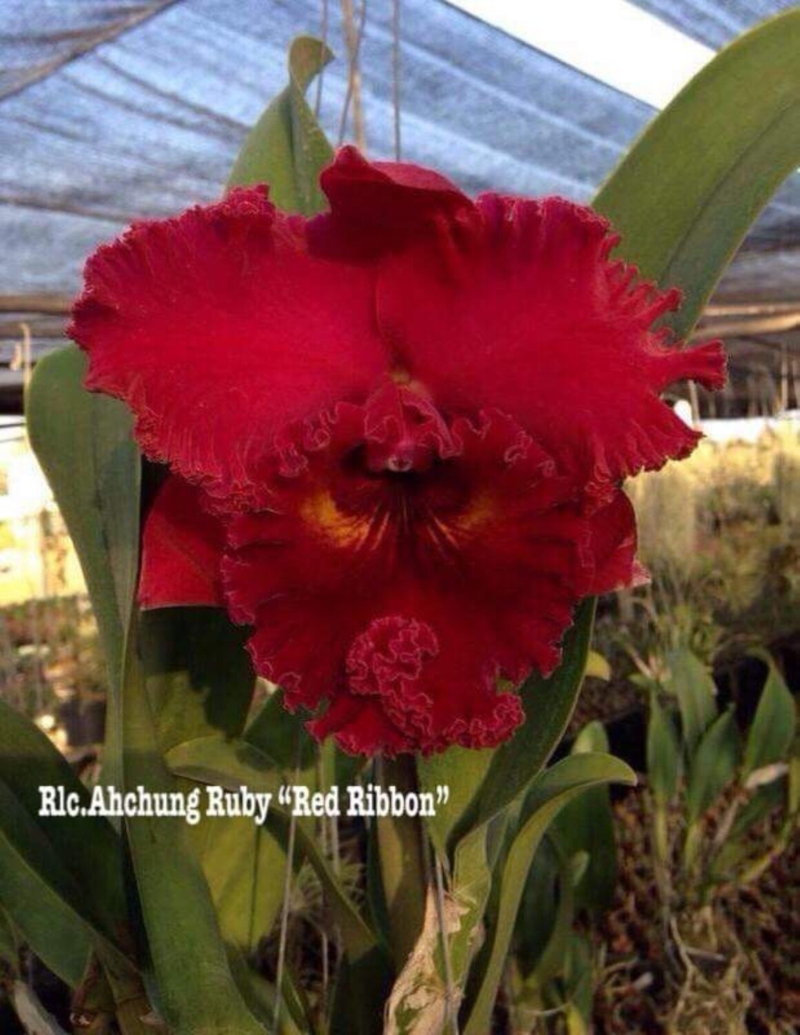 Rlc Ahchung Ruby ‘Red Ribbon’ – Catalogue – Ezi-Gro Orchids