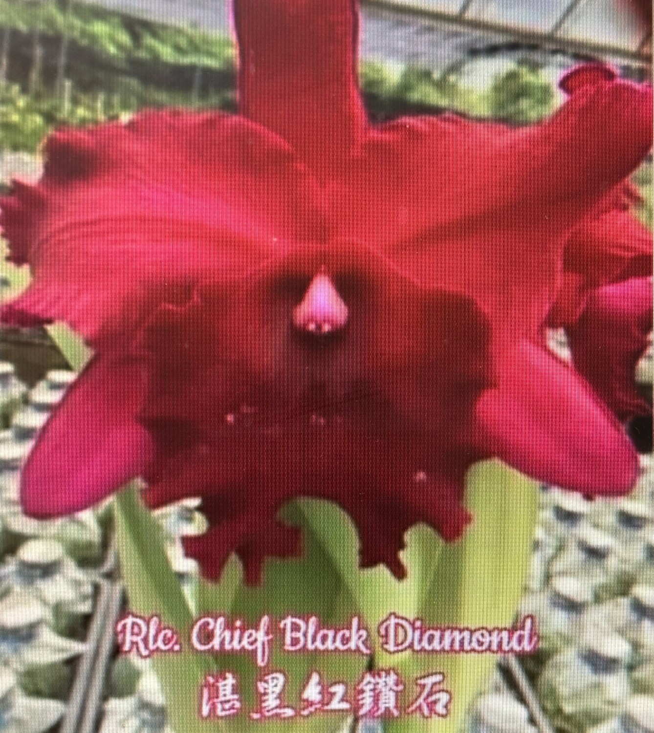 Rlc Chief Black Diamond – Catalogue – Ezi-Gro Orchids