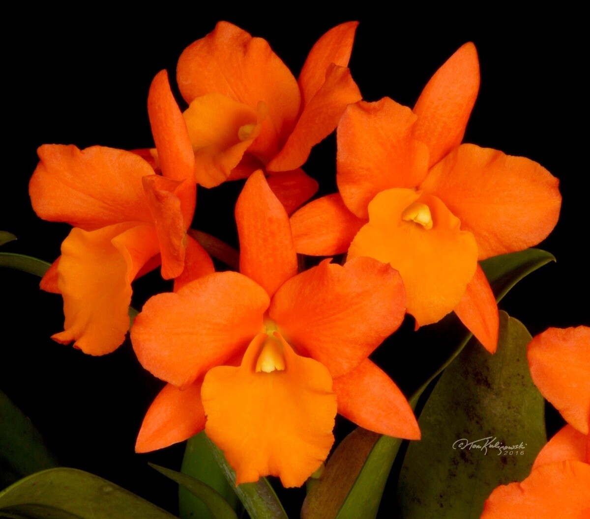 Rth Hsinying Orange Nugget ‘Orange Queen’ – Catalogue – Ezi-Gro Orchids