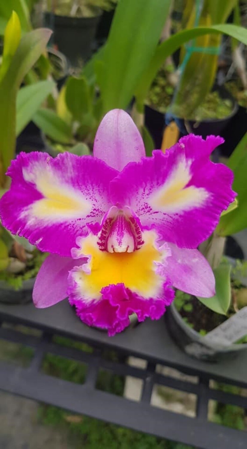 Ryc Ching Sun Smile ‘#3’ – Catalogue – Ezi-Gro Orchids