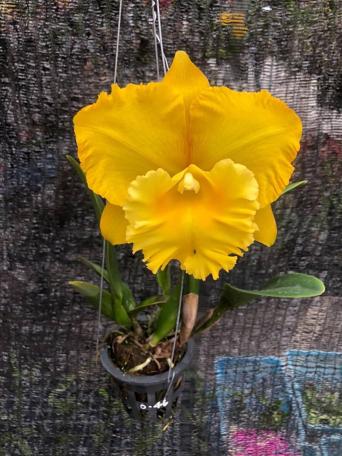 Rlc Thaksina Gold – Catalogue – Ezi-Gro Orchids