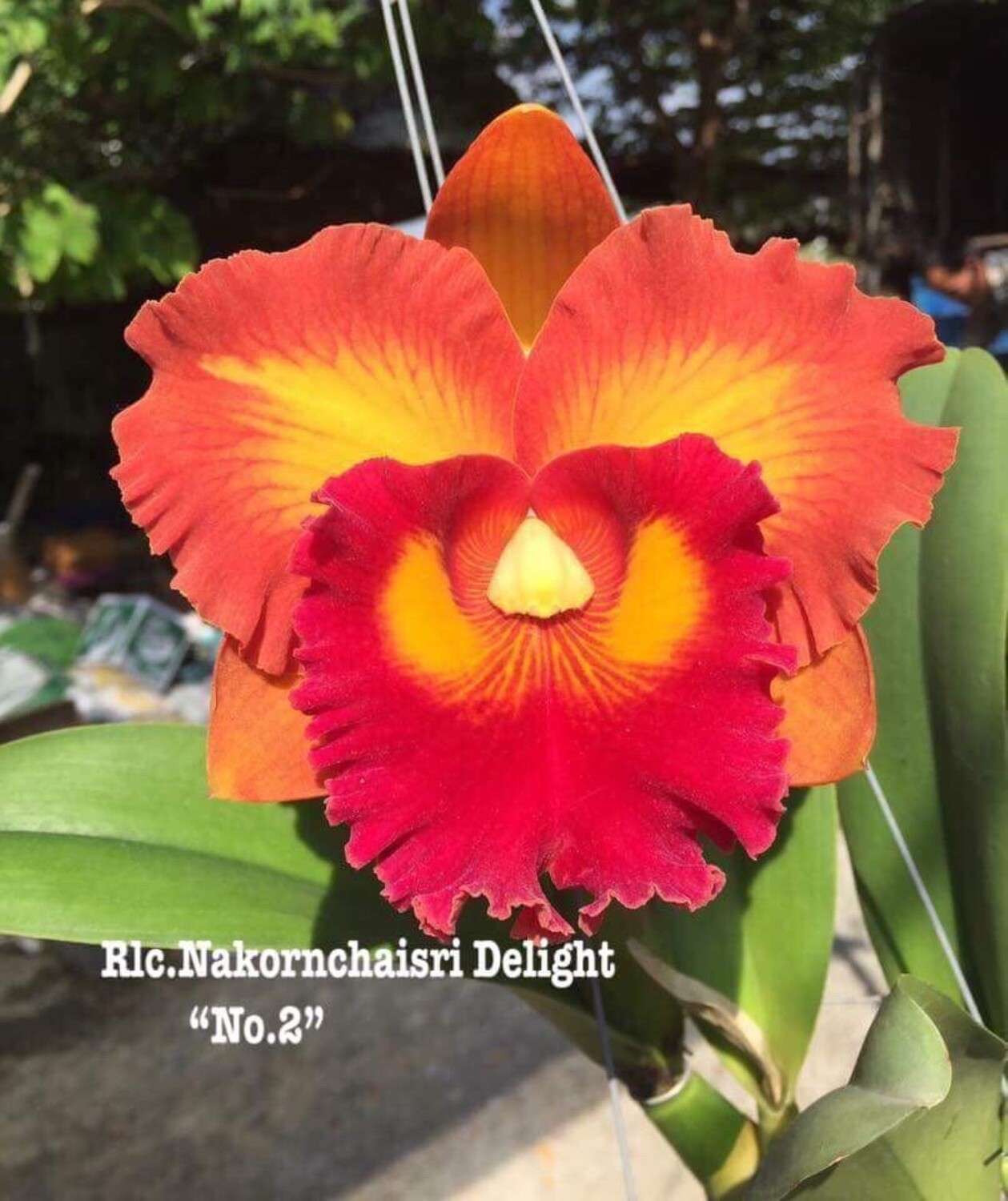 Rlc Nakornchaisri Delight ‘#2’ – Catalogue – Ezi-Gro Orchids