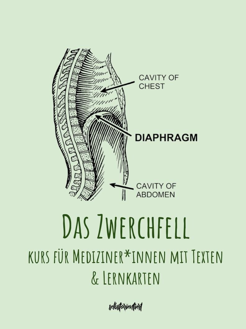 Das Zwerchfell - Text & Lernkarten