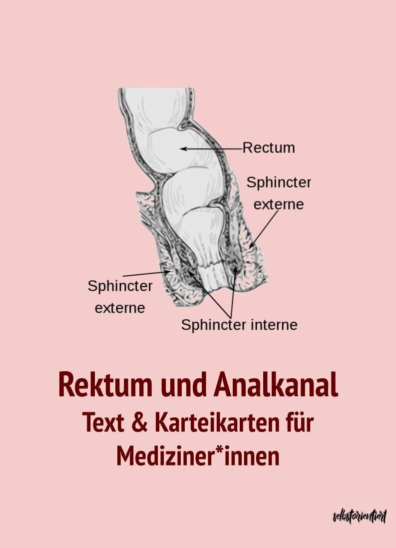 Rektum & Analkanal: Anatomie und Histologie einfach erklärt