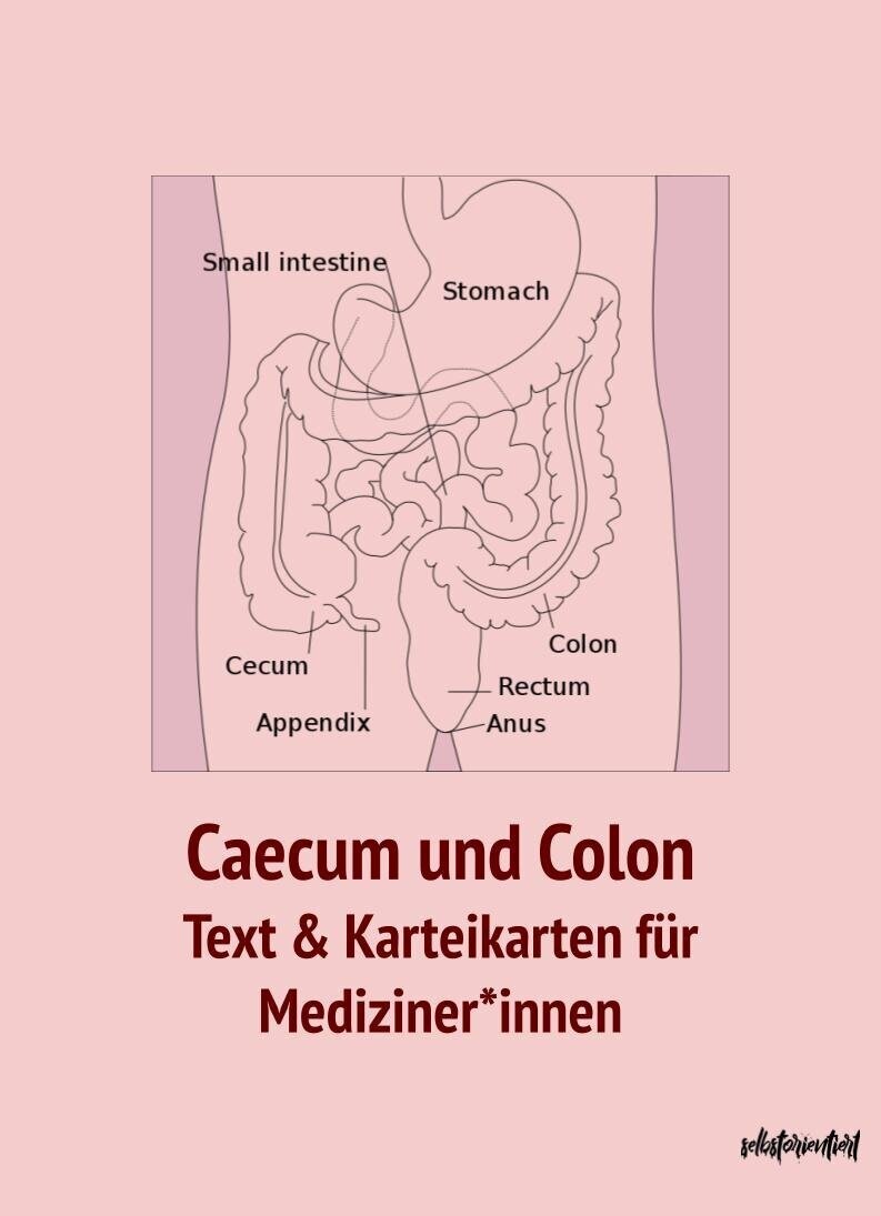 Caecum & Kolon: Anatomie und Histologie einfach erklärt
