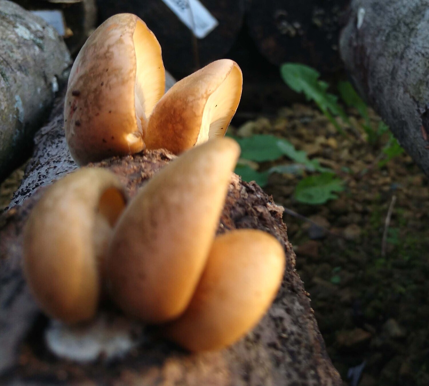 Olive Oysterling Log Kit - Shipping only