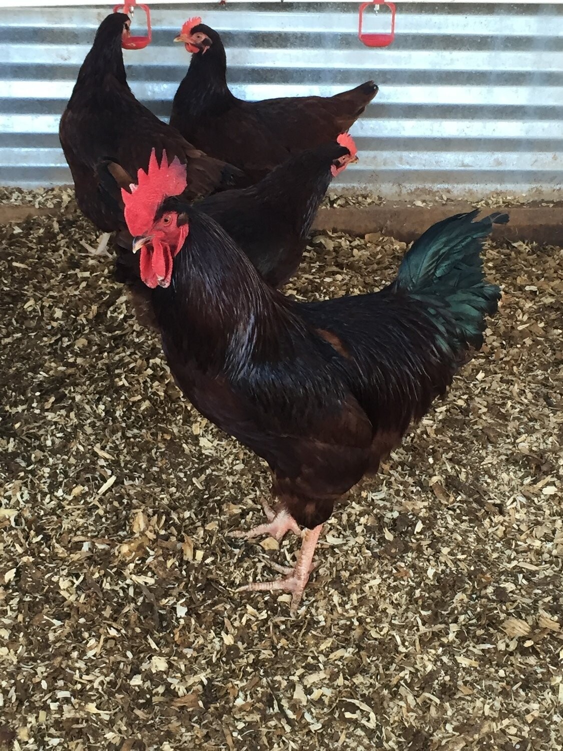 Rhode Island Red