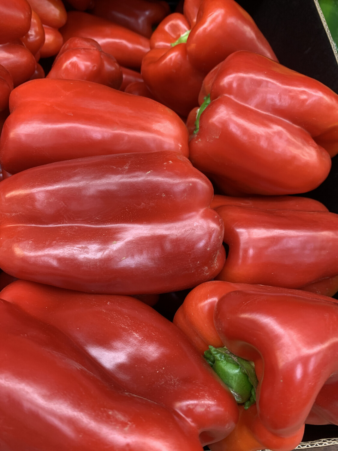 Capsicum, Red Each