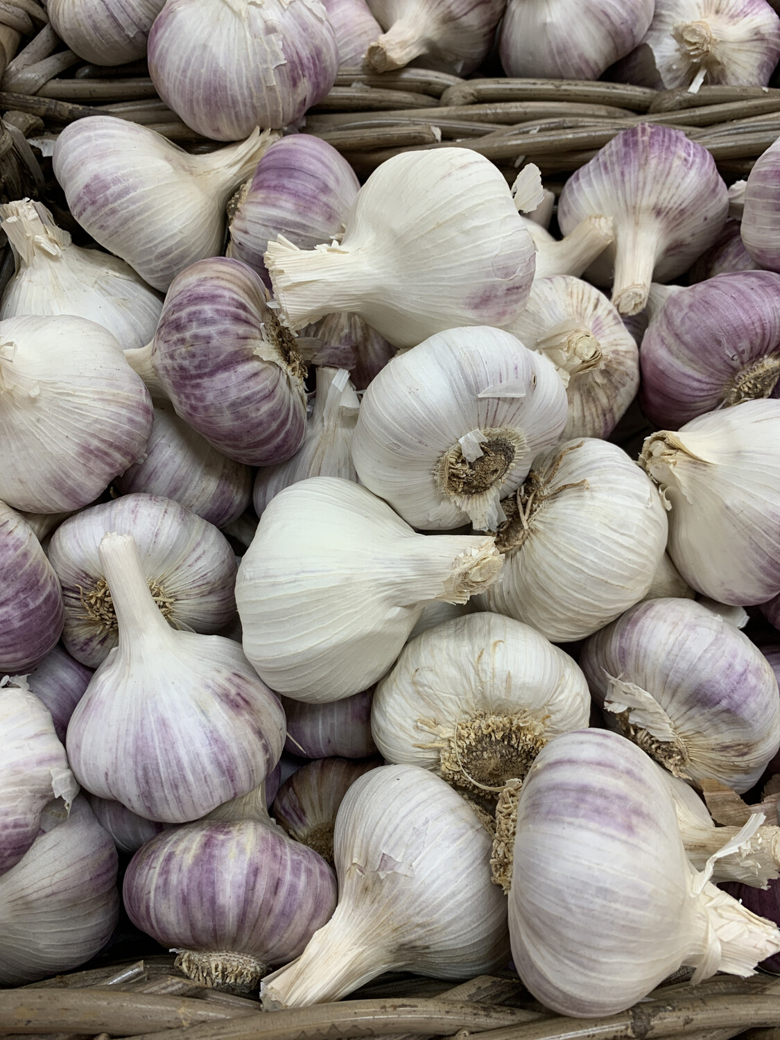Australian Garlic, Bulb Each
