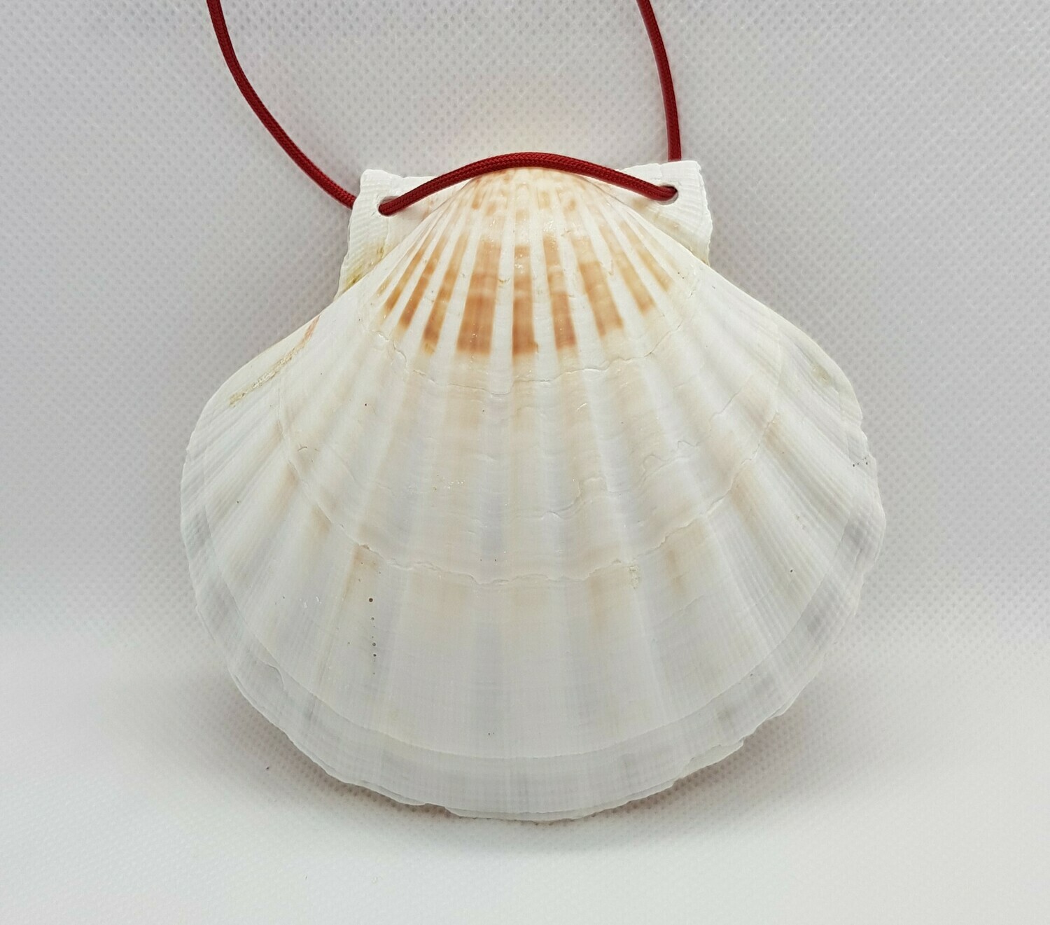 Jakobsmuschel für Pilger - hohe Qualität