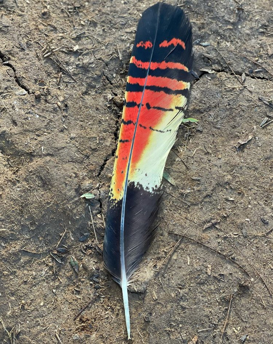 BIRD FEATHERS – ONLINE SHOP – Feathered Friends Animal Productions