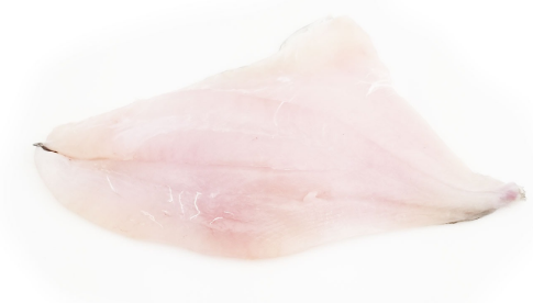 JOHN DORY - NEW ZEALAND