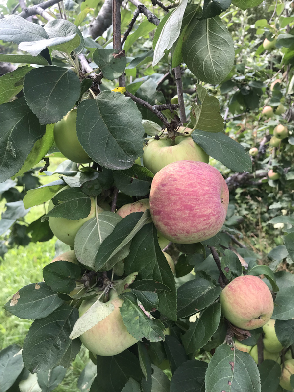 Pommier- pépinière d'arbuste fruitier, permaculture et jardinage ...