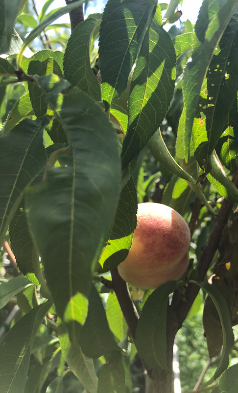 Pêchier - centre jardin de proximité lanaudière, permaculture et ...