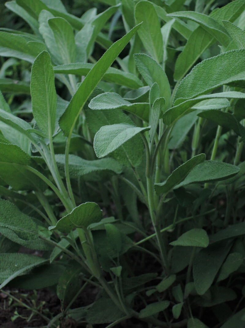 Sauge Officinale - autonomie alimentaire, fermette et pépinière de ...