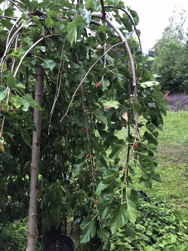 Mûrier Arbre - Arbres Fruitiers Québec - Rechercher des produits ...