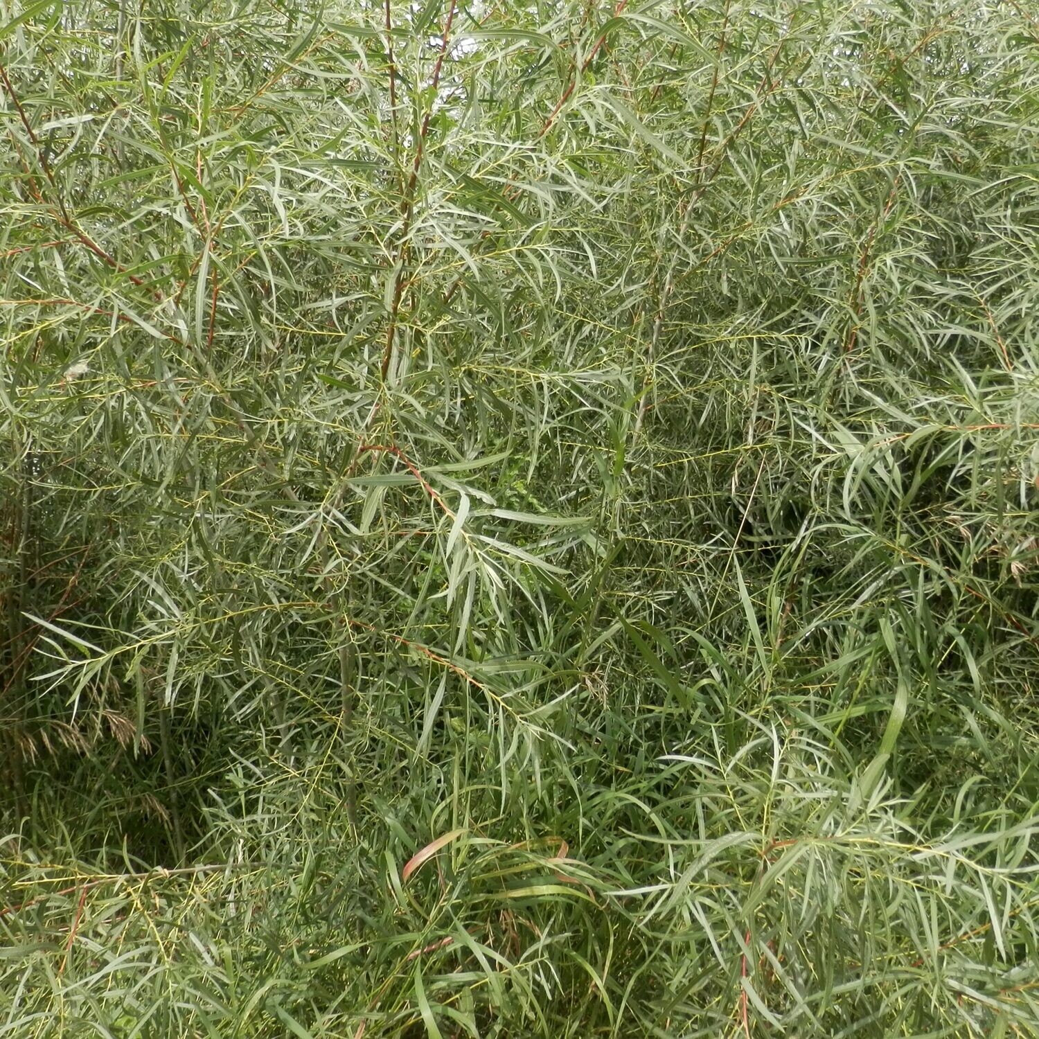 Salix interior ( Saule ) – haie, croissance rapide ornemental montréal ...