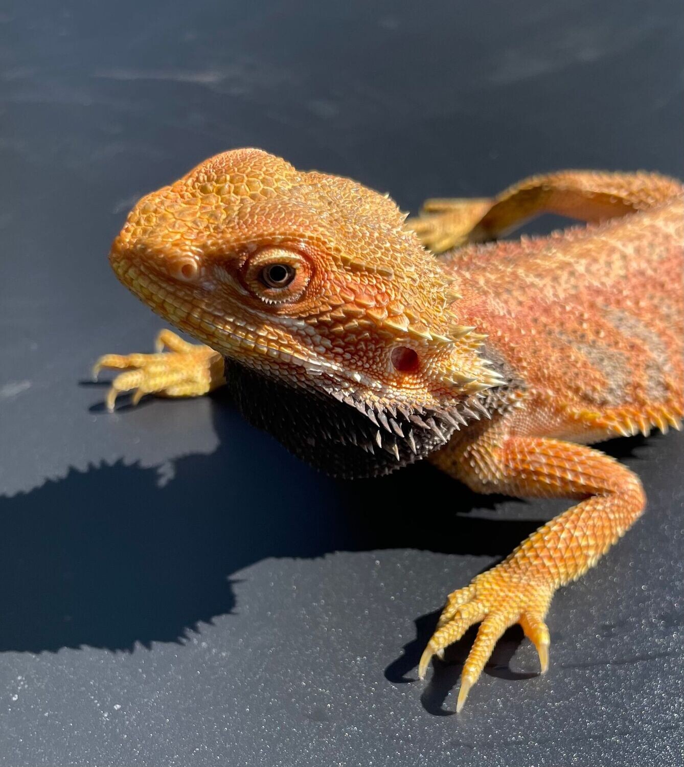 Red/Orange Hypo het Trans MALE