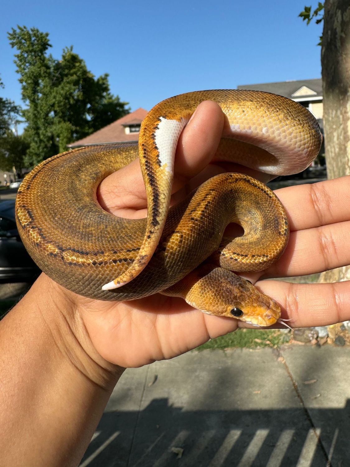Champagne Yellow Belly Ball Python