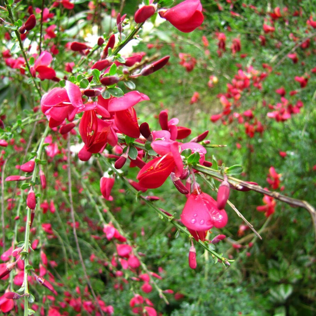 Żarnowiec czerwony Cytisus 'Boskop Ruby'