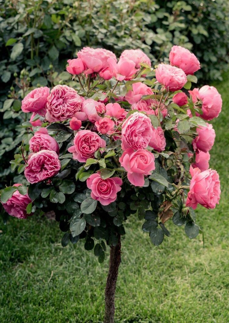 Róża pienna na pniu Pakiet Kolorów