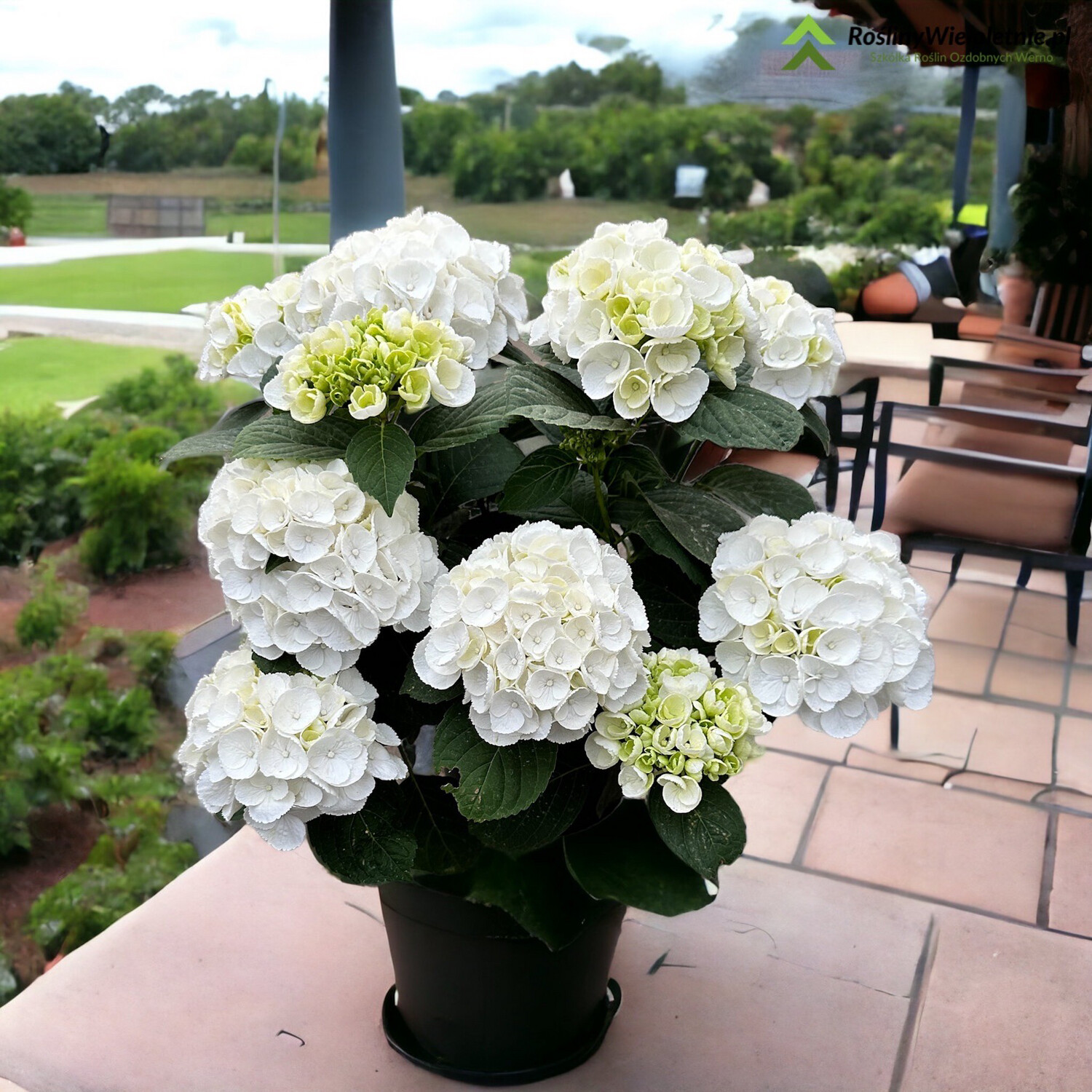 'Ice Girl' Hortensja ogrodowa biała Hydrangea