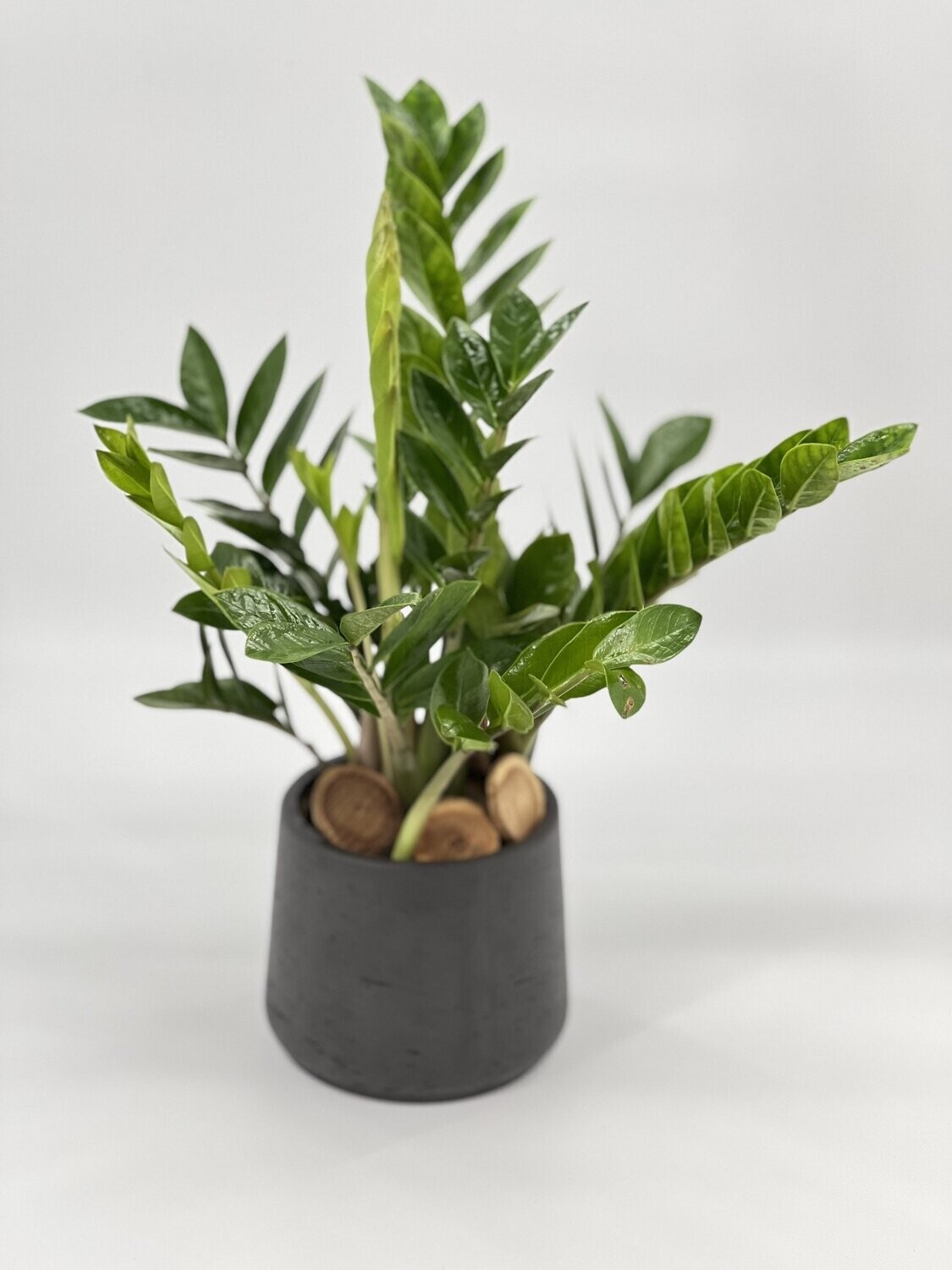 Zamia plant