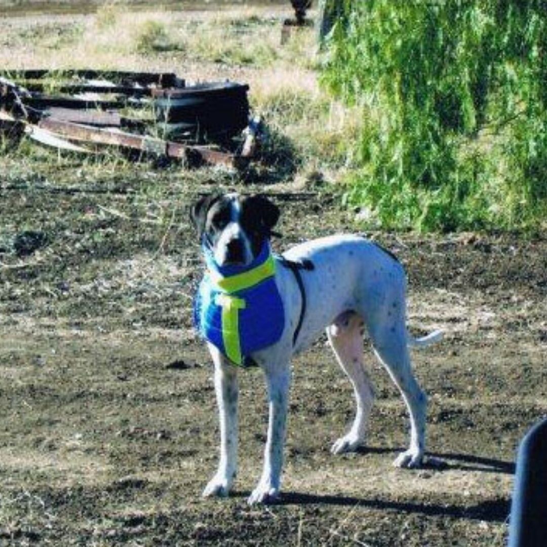 Breast Plate | Duncans Pig Dog Collars