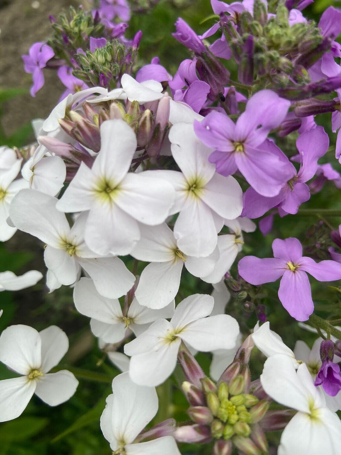 Sweet Rocket (Hesperis Matronalis), Crown Mix